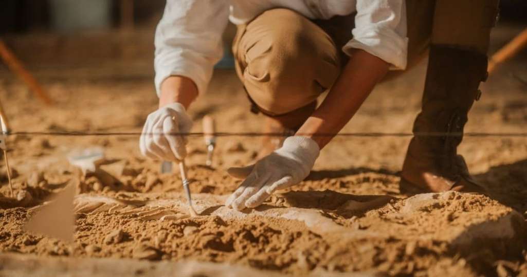 Paleontologist Job Description: Salary, Duties, Career & More